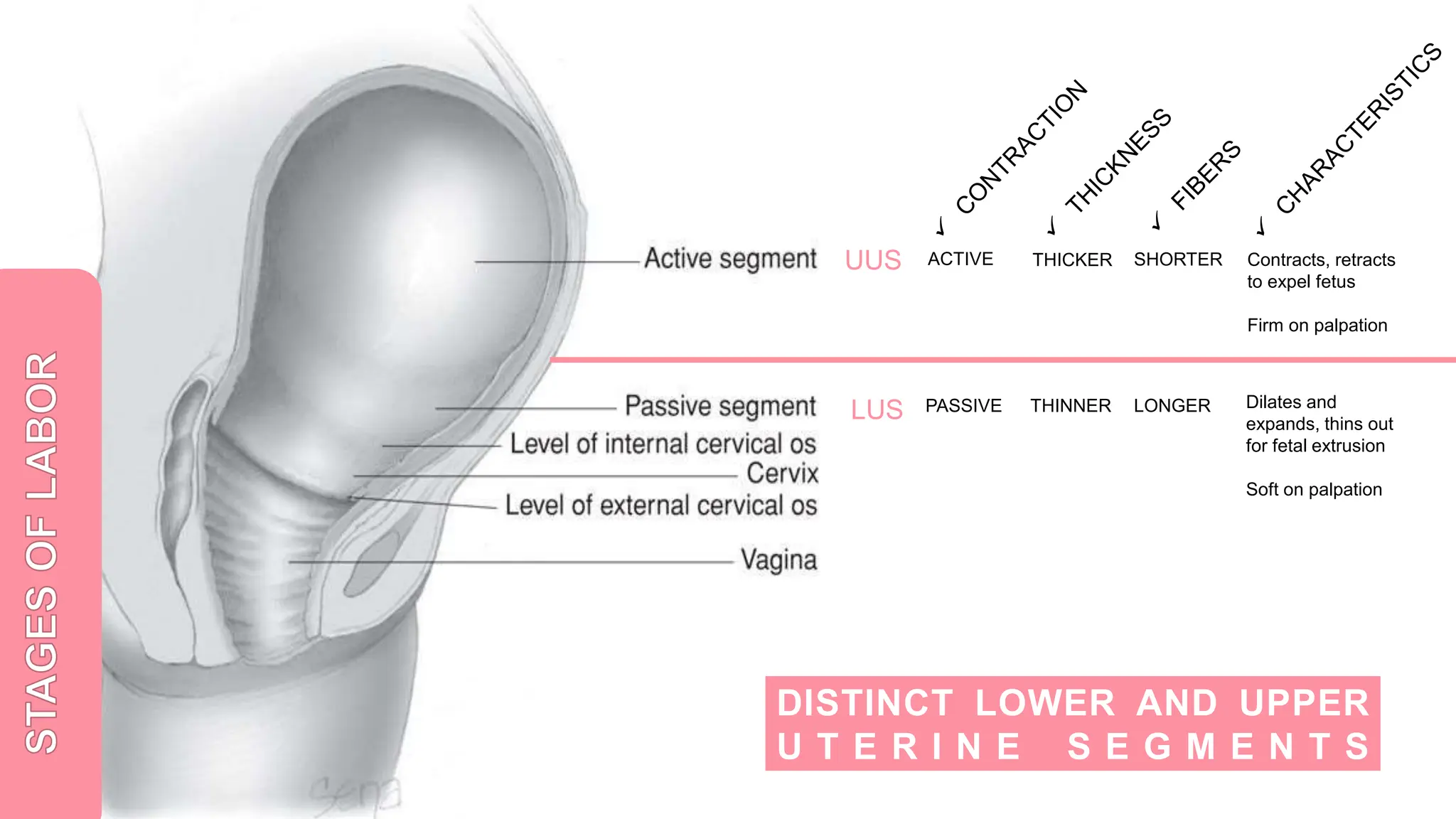 Normal Labor based on William's Obstetrics | PPTX