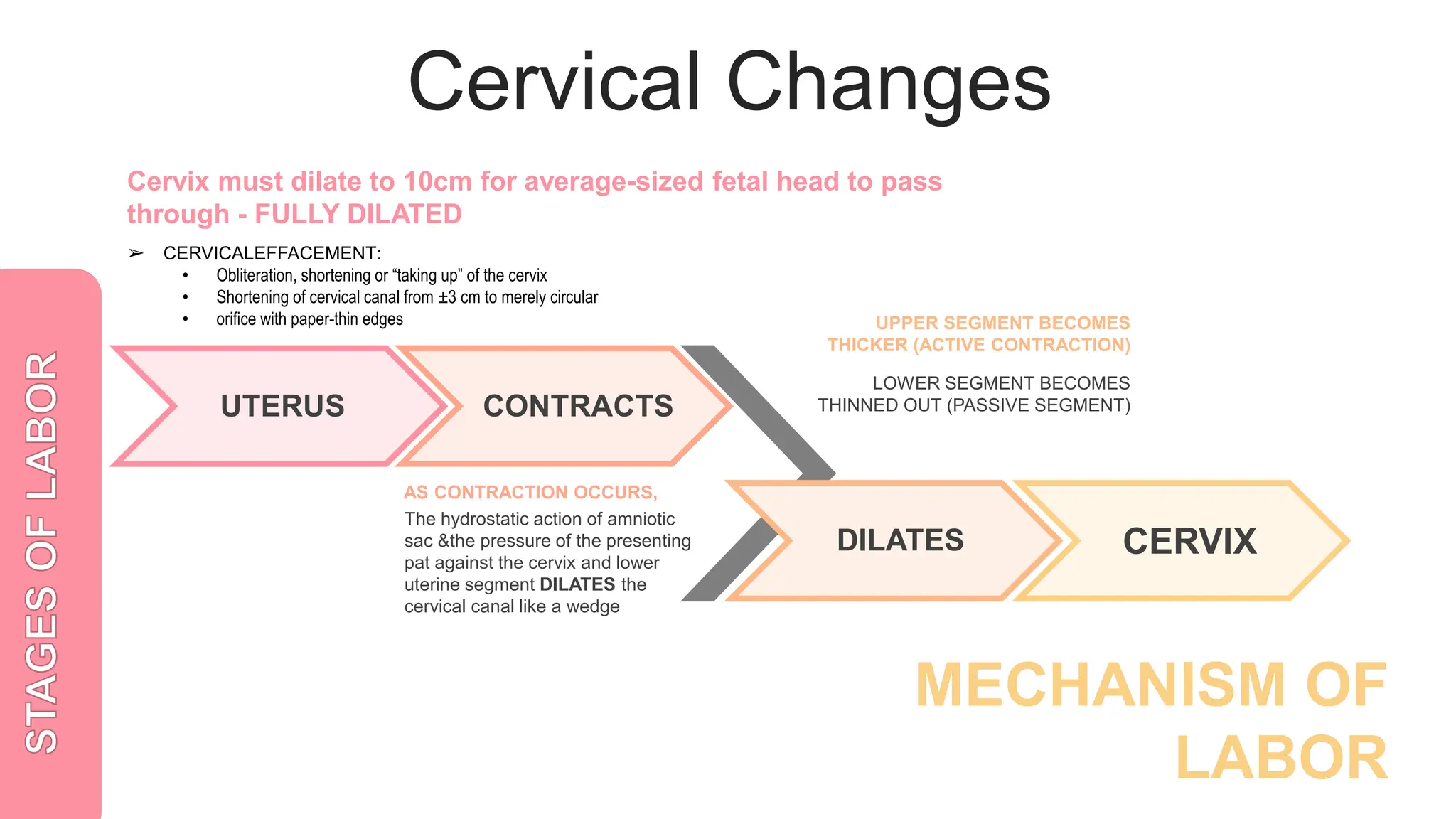 Normal Labor based on William's Obstetrics | PPTX