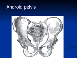Normal labor paramedics | PPT
