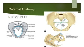normal labor pptx | PPTX | Pregnancy | Reproductive Health