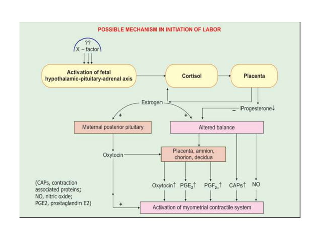 Normal labour | PPT | Pregnancy | Reproductive Health