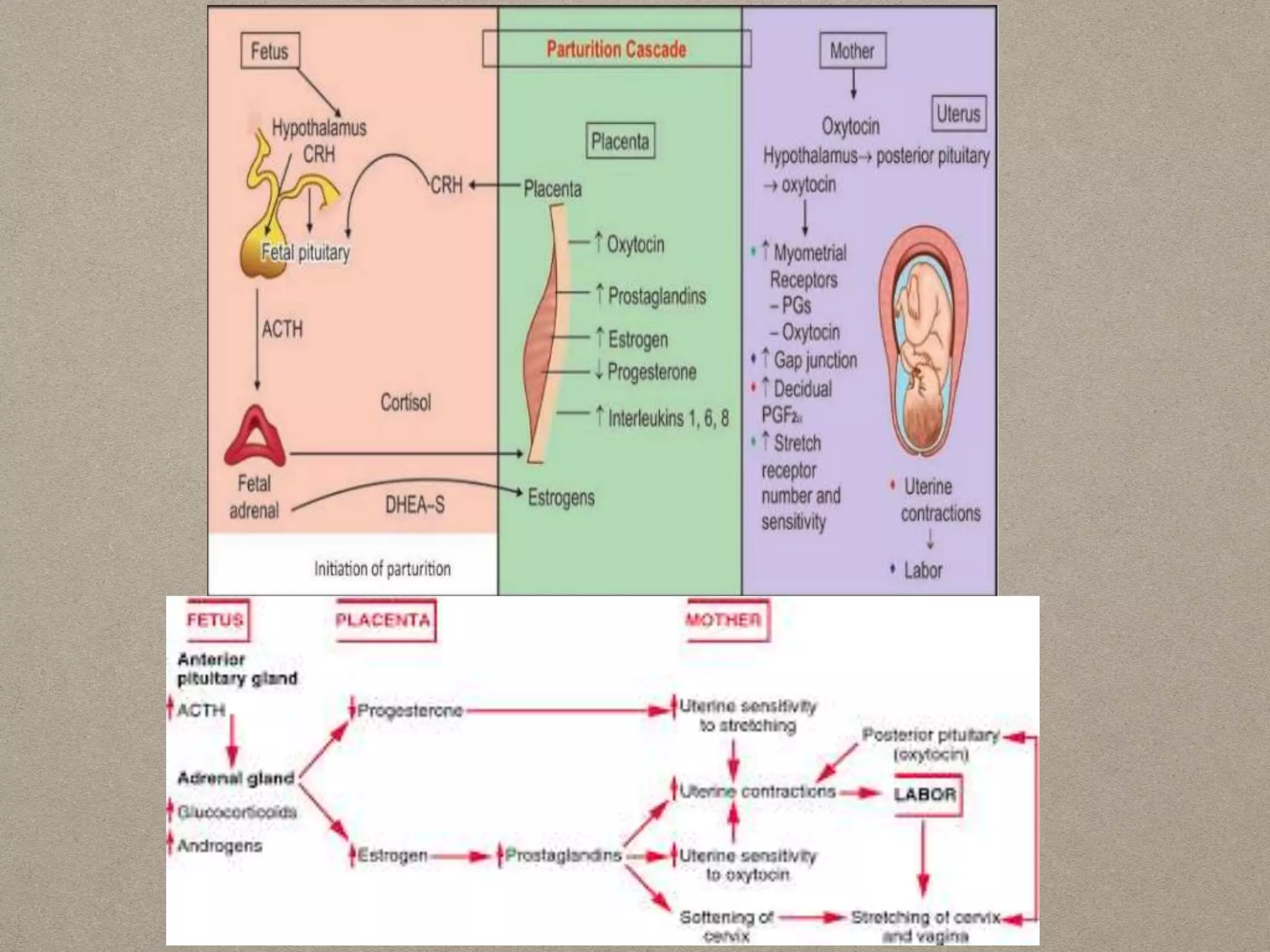 Normal labour and delivery ppt | PPTX