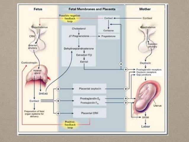 Normal labour and delivery ppt | PPTX | Pregnancy | Reproductive Health