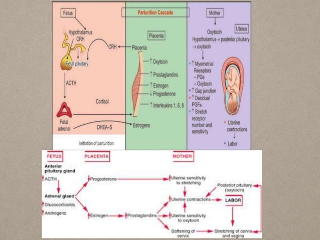 Normal labour and delivery ppt | PPTX | Pregnancy | Reproductive Health