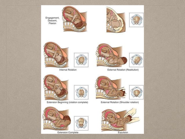 Normal labour and delivery ppt | PPTX | Pregnancy | Reproductive Health