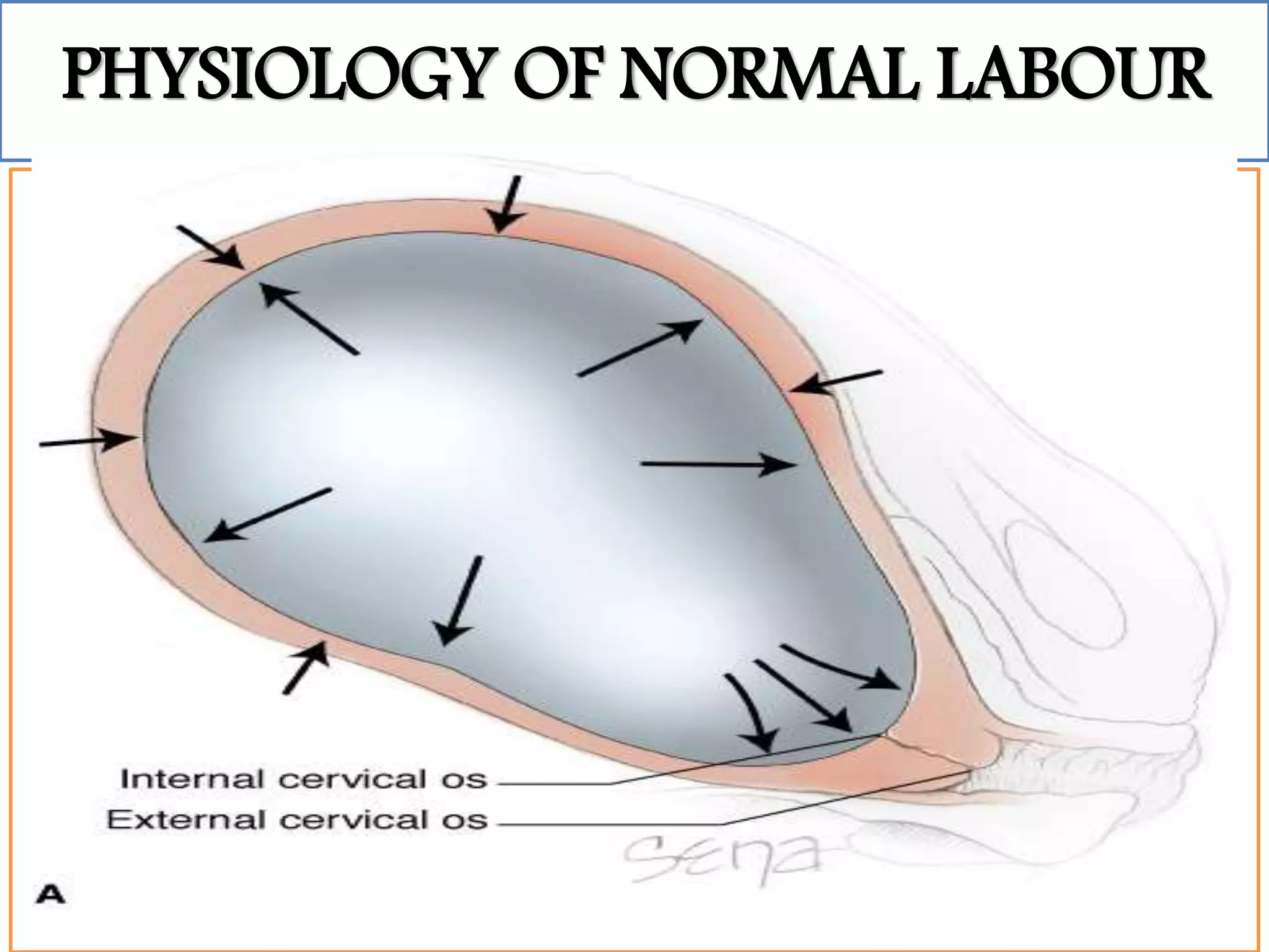 Normal labour and physiology of normal labour | PPTX