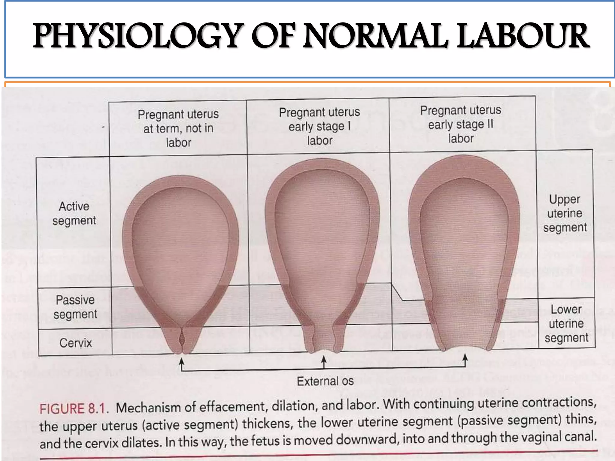 Normal Labour And Physiology Of Normal Labour Pptx