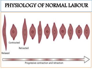 Normal labour and physiology of normal labour | PPTX