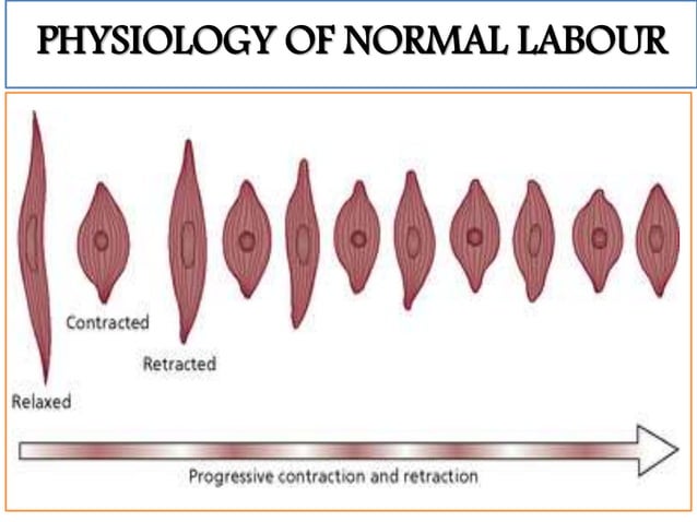 Normal labour and physiology of normal labour | PPTX