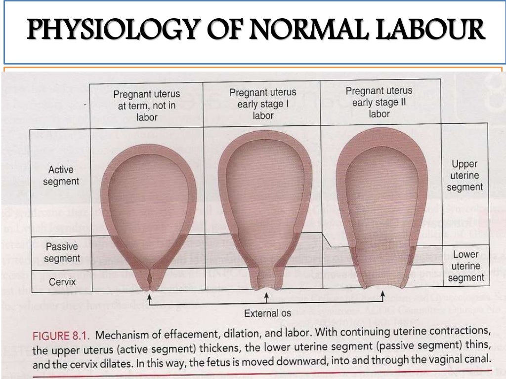 Normal labour and physiology of normal labour