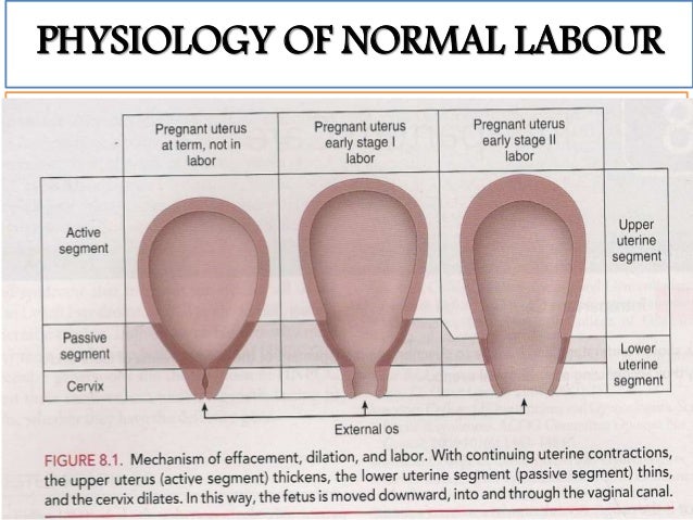 Normal labour and physiology of normal labour