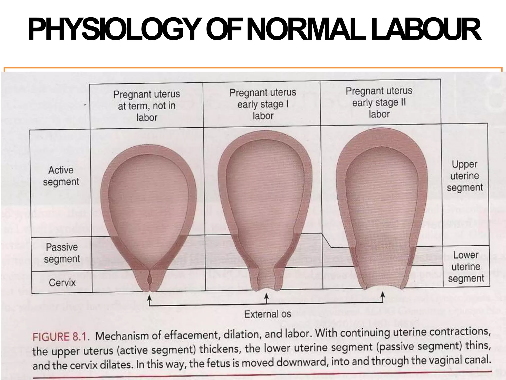 Normal labour and its physiology | PPTX