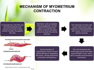 Normal labour and management | PPTX