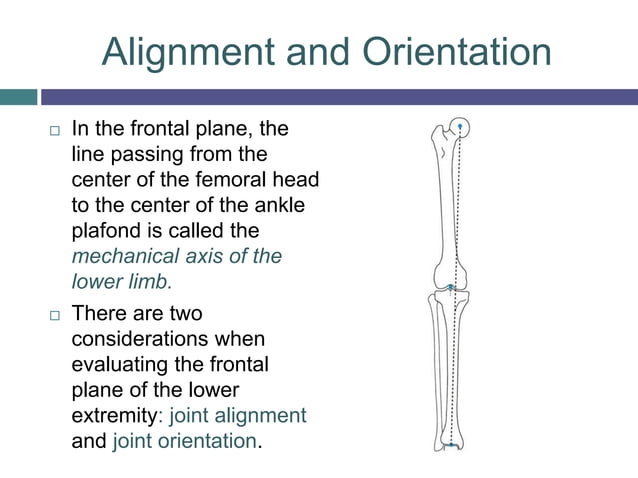 Normal limb alignment | PPTX | Death, Injury, or Military Conflict ...