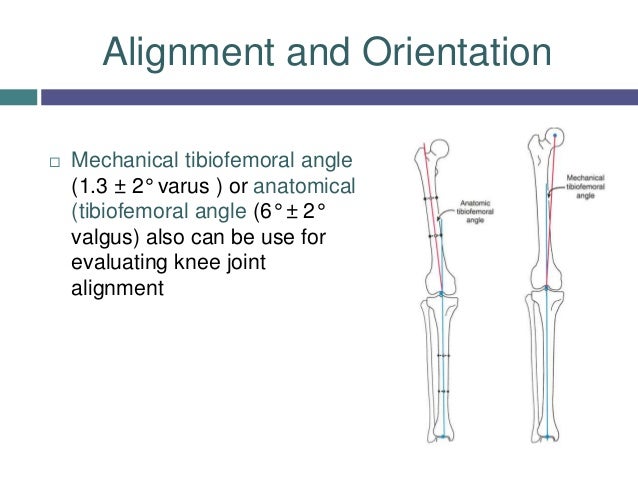 Normal limb alignment