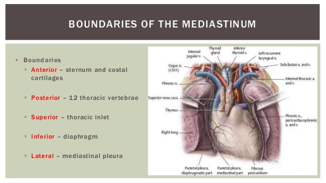 Normal mediastinum radiograph