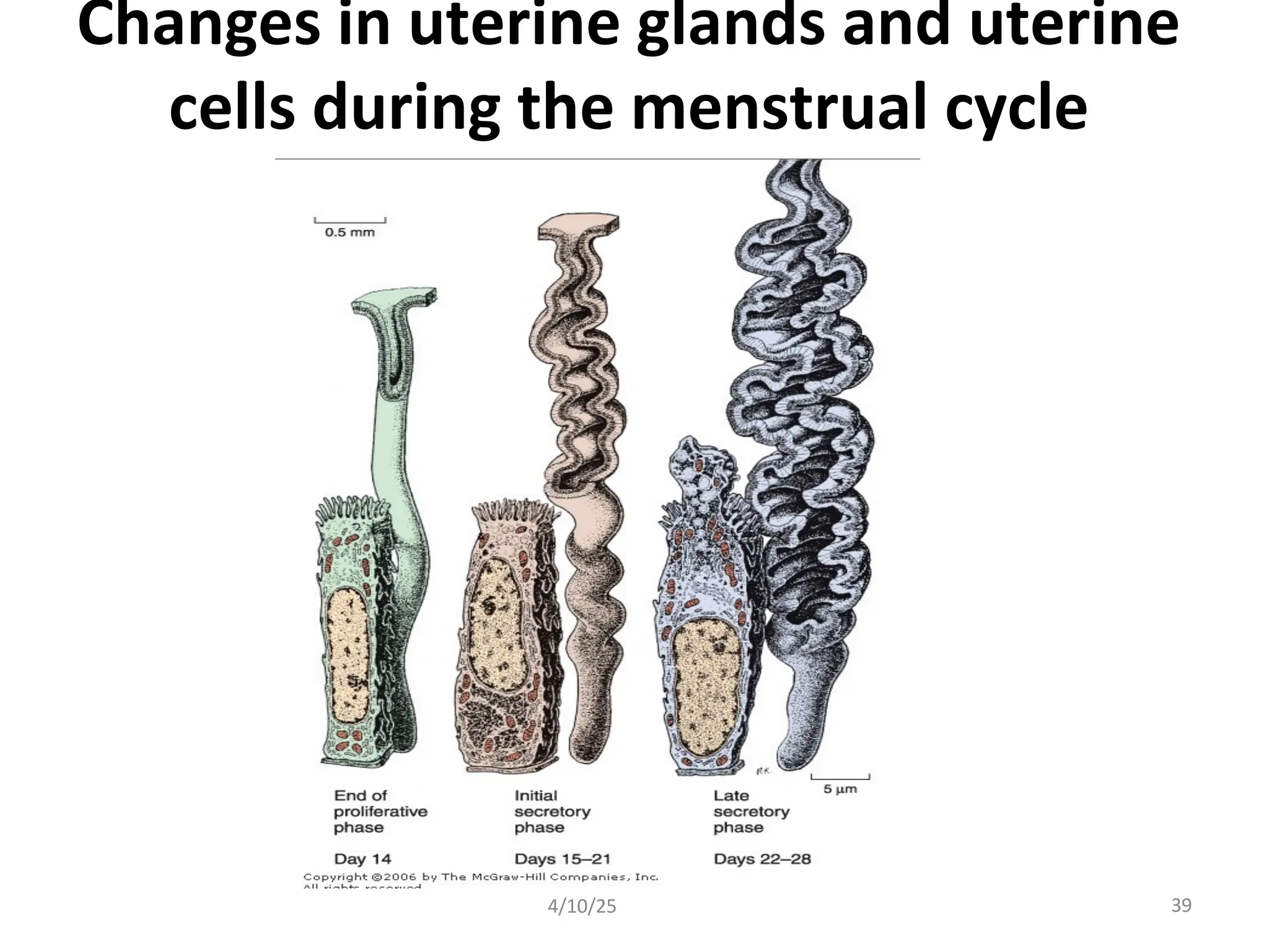 Normal Menstrual Cycle in embryology.pdf