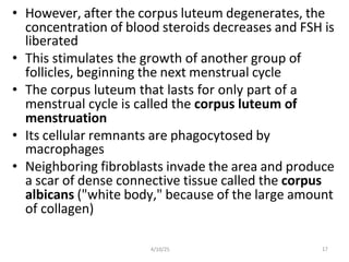 Normal Menstrual Cycle in embryology.pdf