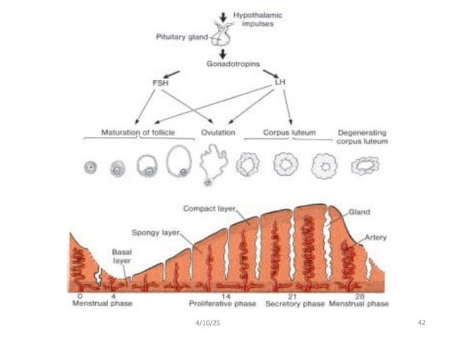 Normal Menstrual Cycle in embryology.pdf