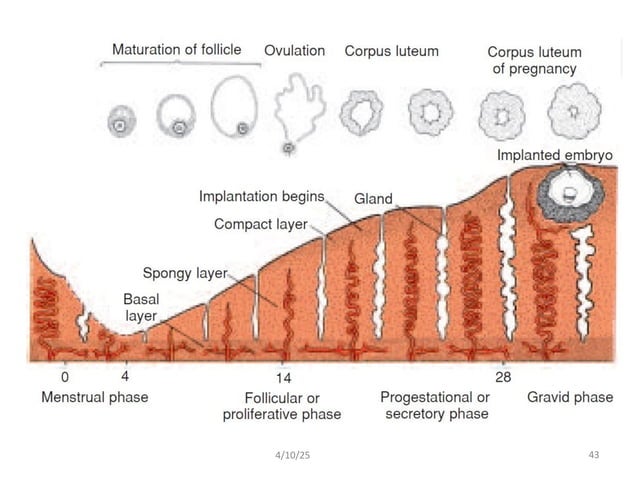 Normal Menstrual Cycle in embryology.pdf