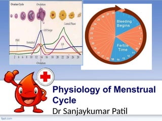 normal_menstrual_cycle_physijdjeology.PPTX