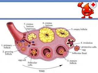 normal_menstrual_cycle_physijdjeology.PPTX