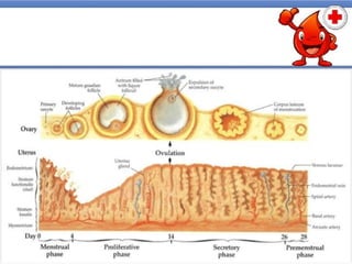 normal_menstrual_cycle_physijdjeology.PPTX
