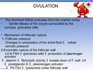 normal_menstrual_cycle_physijdjeology.PPTX
