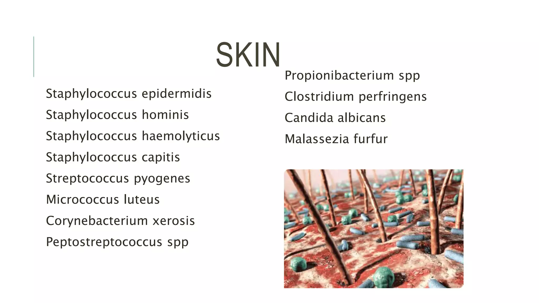 Normal microbial flora | PPTX