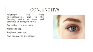 Normal microbial flora | PPTX