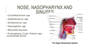 Normal microbial flora | PPTX