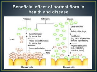 Normal microbial flora | PPT
