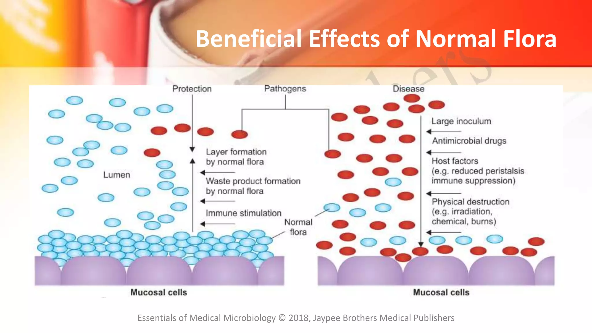 Normal Microbial Flora of Human Body.pptx