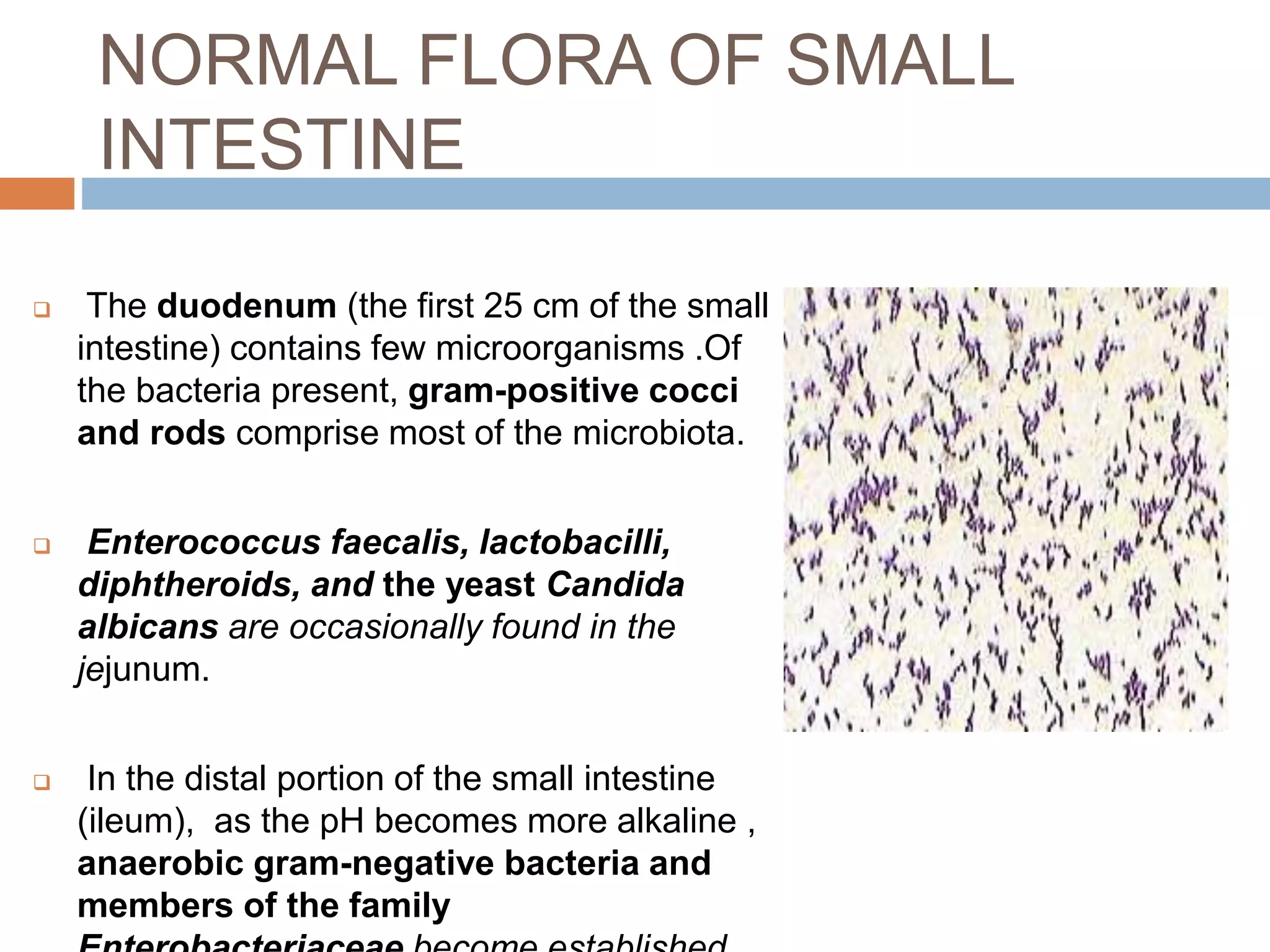 NORMAL MICROBIAL FLORA.pptx