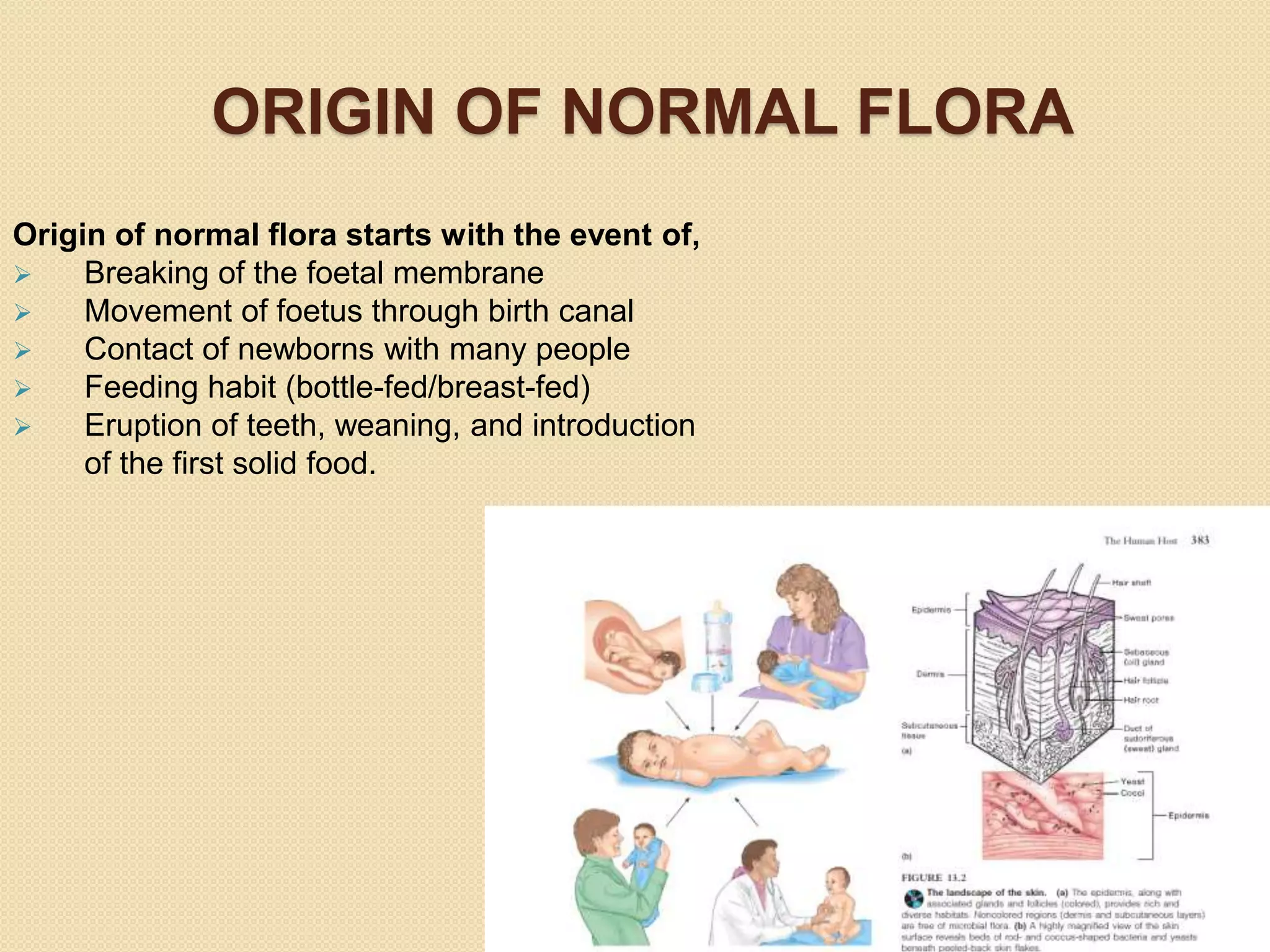 NORMAL MICROBIAL FLORA.pptx