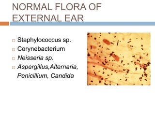 NORMAL MICROBIAL FLORA.pptx