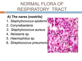 NORMAL MICROBIAL FLORA.pptx