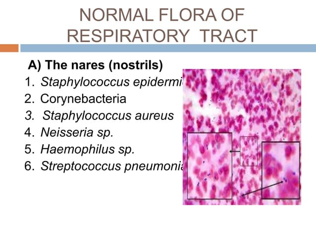 NORMAL MICROBIAL FLORA.pptx