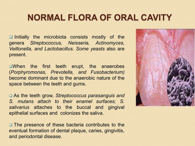 NORMAL MICROBIAL FLORA.pptx