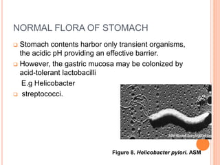 NORMAL MICROBIAL FLORA.pptx