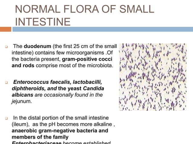 NORMAL MICROBIAL FLORA.pptx