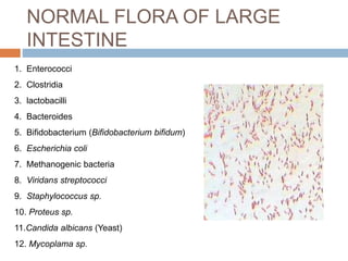 NORMAL MICROBIAL FLORA.pptx