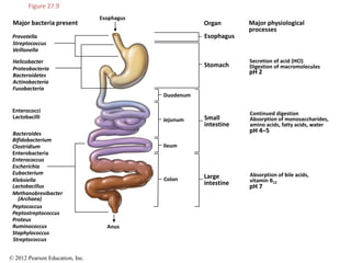 NORMAL MICROBIAL FLORA.pptx