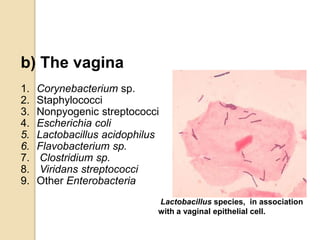 NORMAL MICROBIAL FLORA.pptx