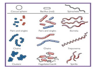NORMAL MICROBIAL FLORA.pptx