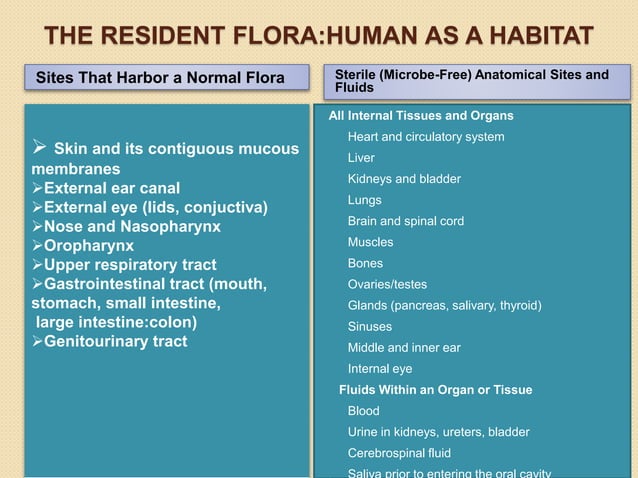 NORMAL MICROBIAL FLORA.pptx