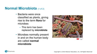 Our relationship with our normal microbiota | PPTX