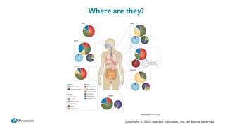 Our relationship with our normal microbiota | PPTX
