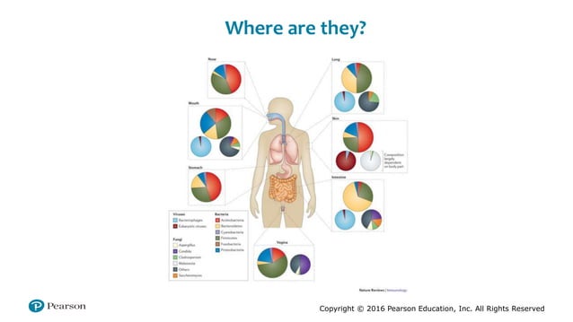Our relationship with our normal microbiota | PPTX | Biological ...
