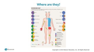 Our relationship with our normal microbiota | PPTX